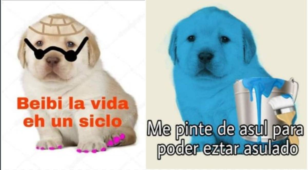 Los mejores memes del perrito que ha inundado Facebook
