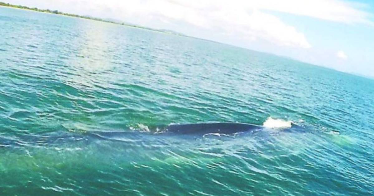 VIDEO: La ballena Gran Berta causa asombro en Tela