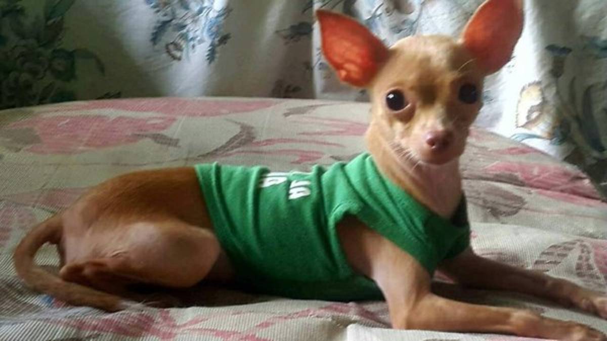 Así demuestran los hondureños su amor por los perros