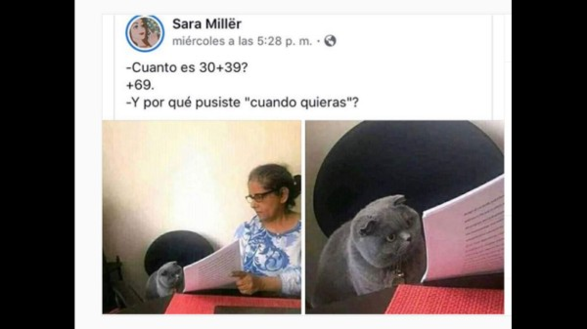 El origen y los mejores memes del gato de '¿Y por qué pusiste?'
