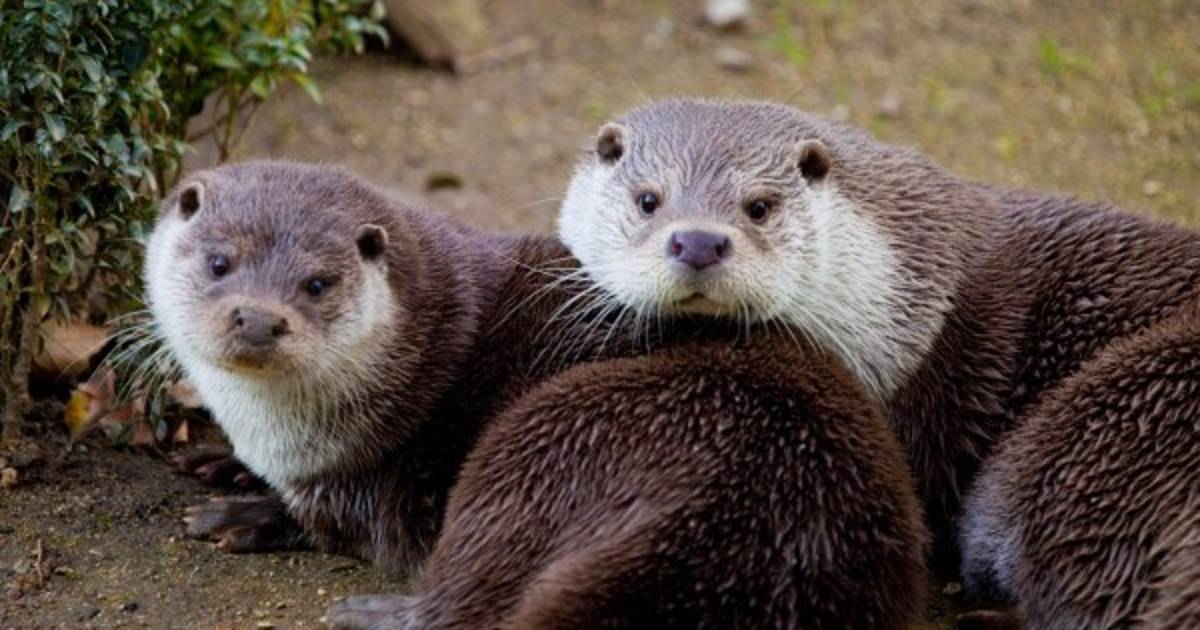 Identifican una nutria de 6 millones de años