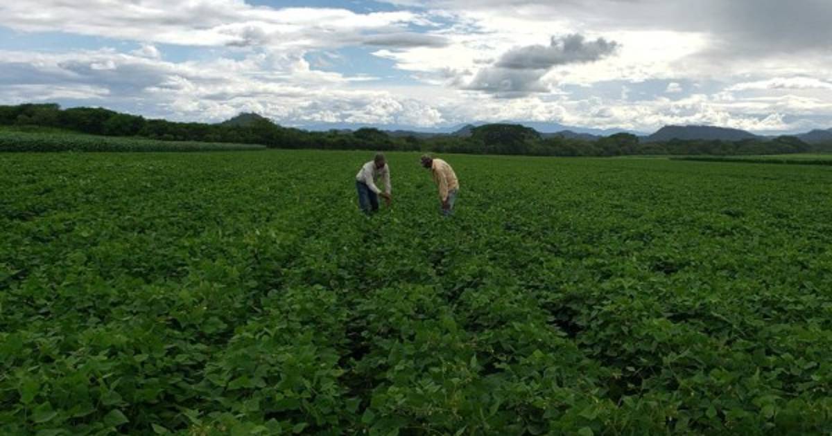 Productores valoran productos y asistencia técnica de Cadelga