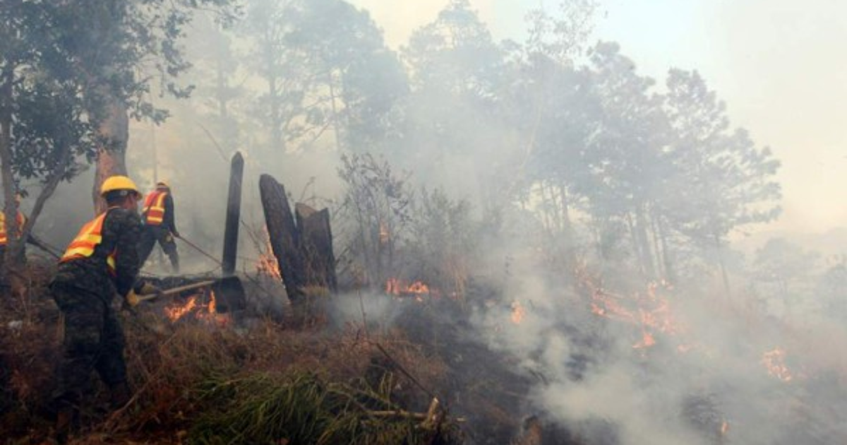 Honduras ha perdido 1,25 millones de hectáreas de bosques en casi 2 décadas