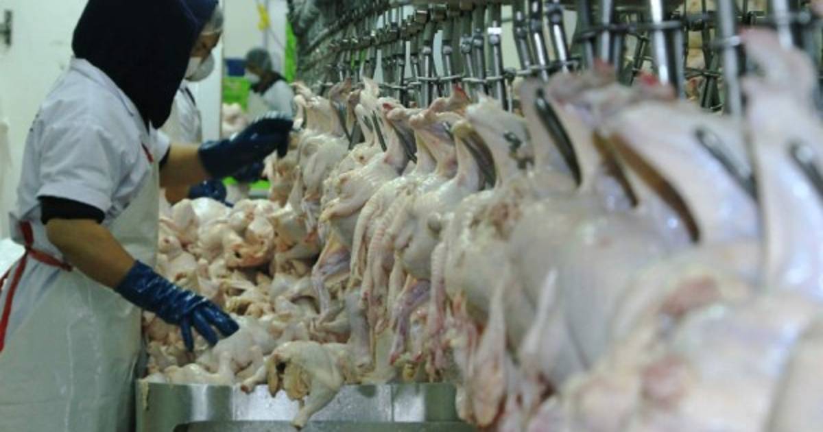 Sube a 26 lempiras la libra de pollo