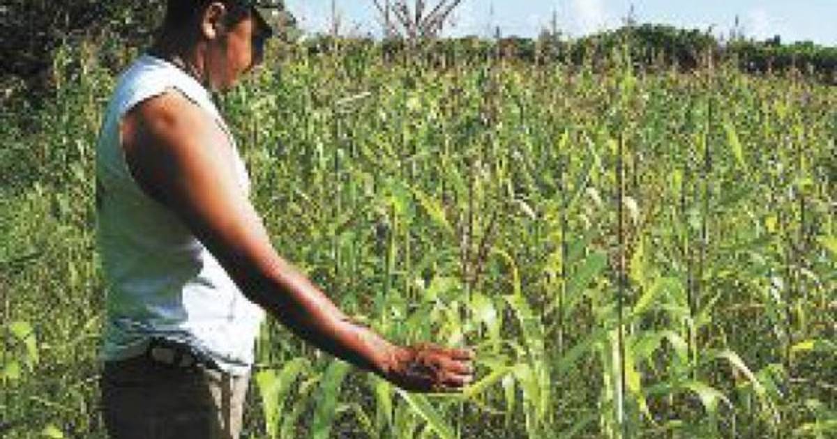 Inician ofensiva para destruir plaga de ratas