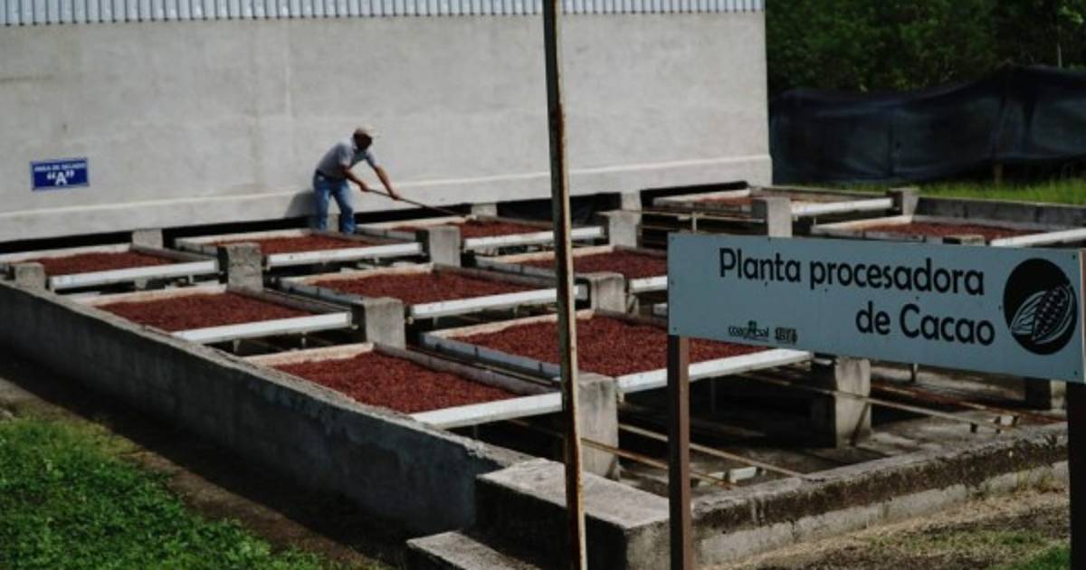 En 2 meses inicia construcción de planta chocolatera en Copán