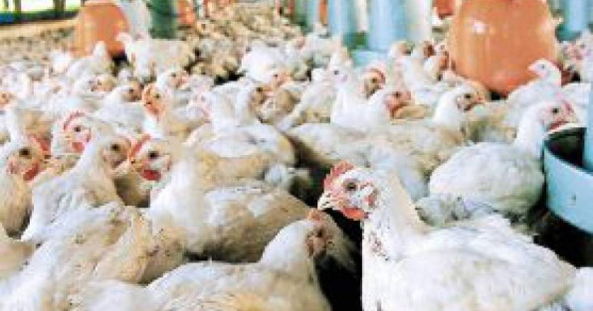 38 libras de pollo al año come cada sampedrano