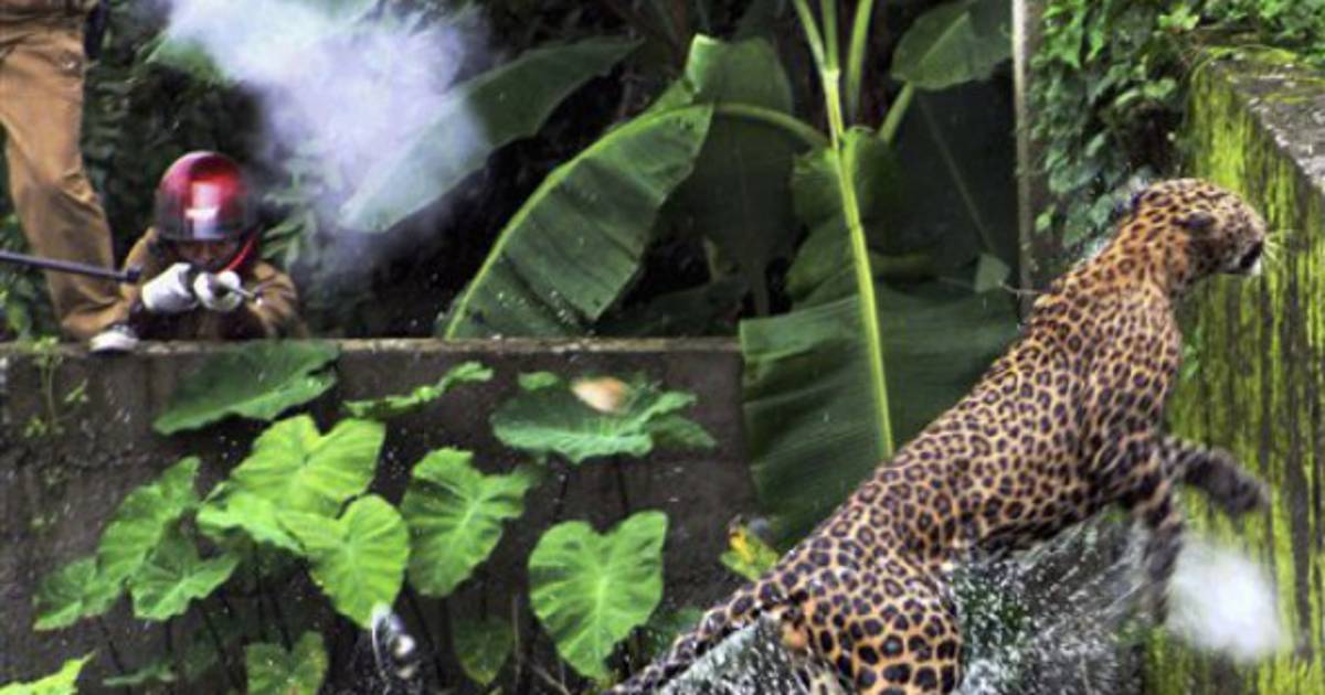 Impactante foto de ataque de leopardo en India