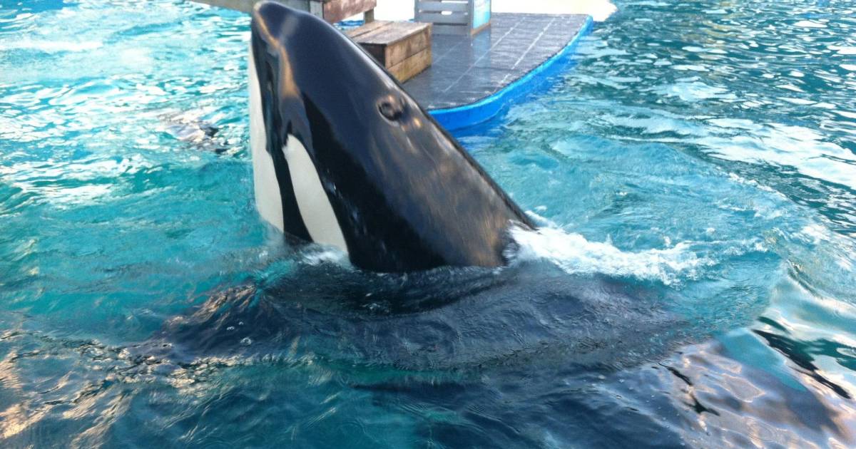 Muere Lolita, la orca que cautivaba desde hace 50 años