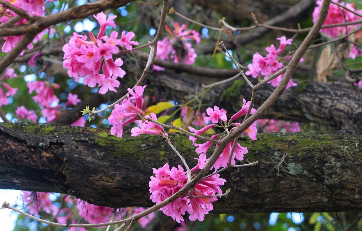 Árboles de Macuelizo embellecen calles, avenidas y bulevares de SPS