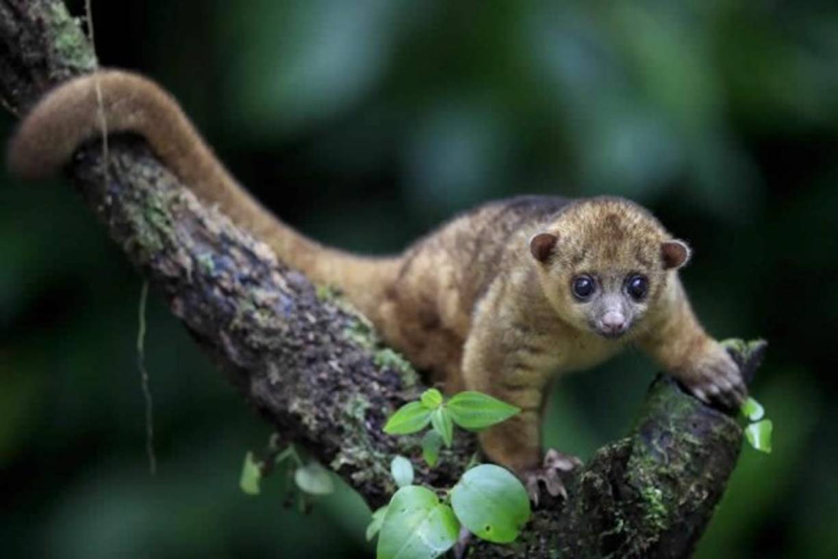 Costa Rica, un santuario de fauna y flora