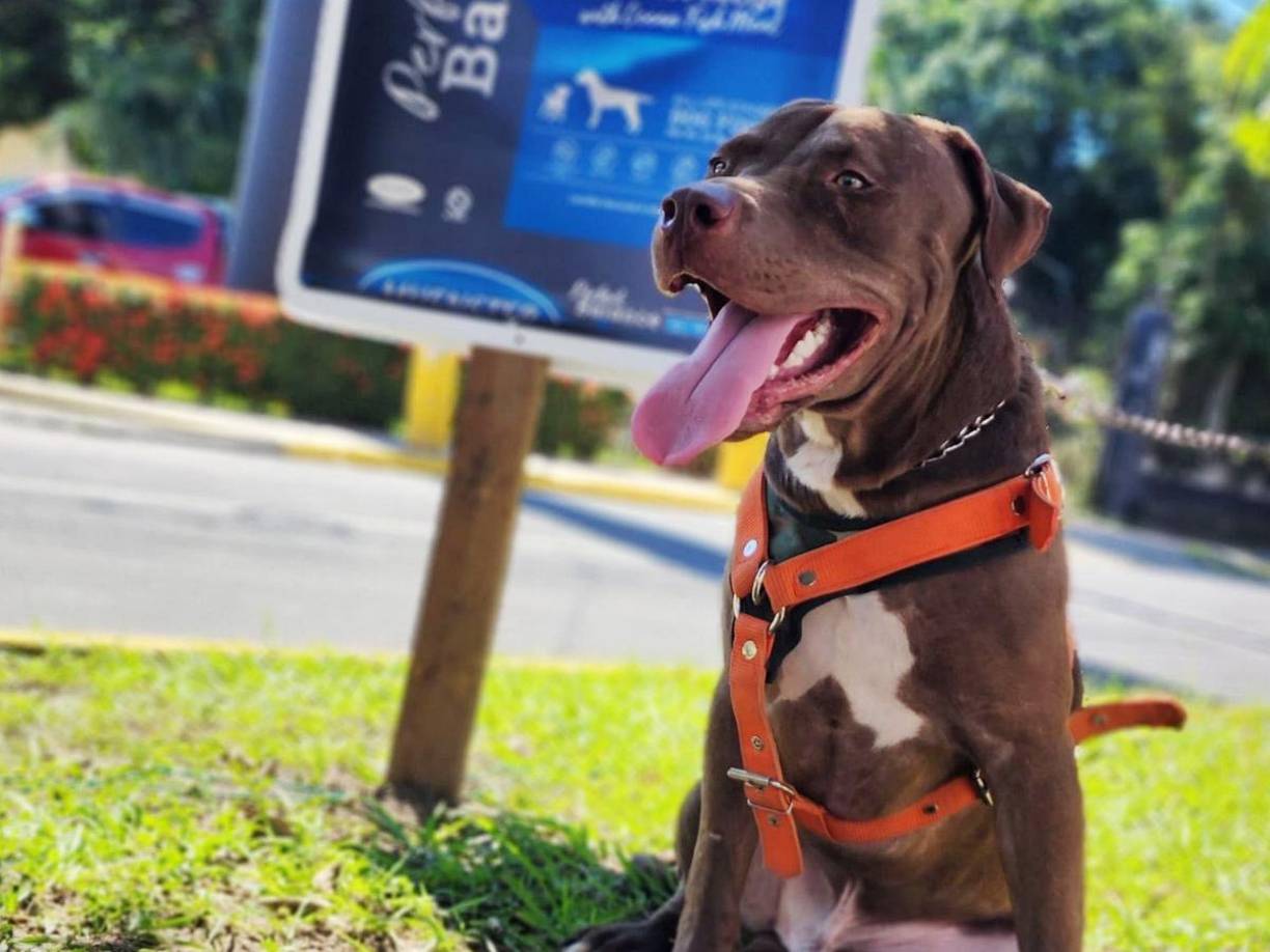 La nueva vida de Rocky: nuevos amos le regresaron la felicidad