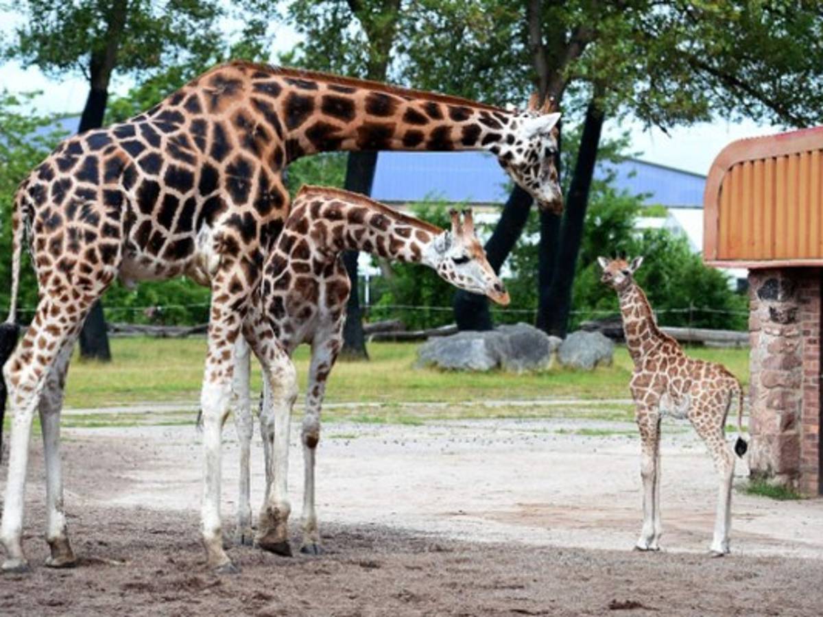 La jirafa entra en la lista de especies en peligro - Diario La Prensa