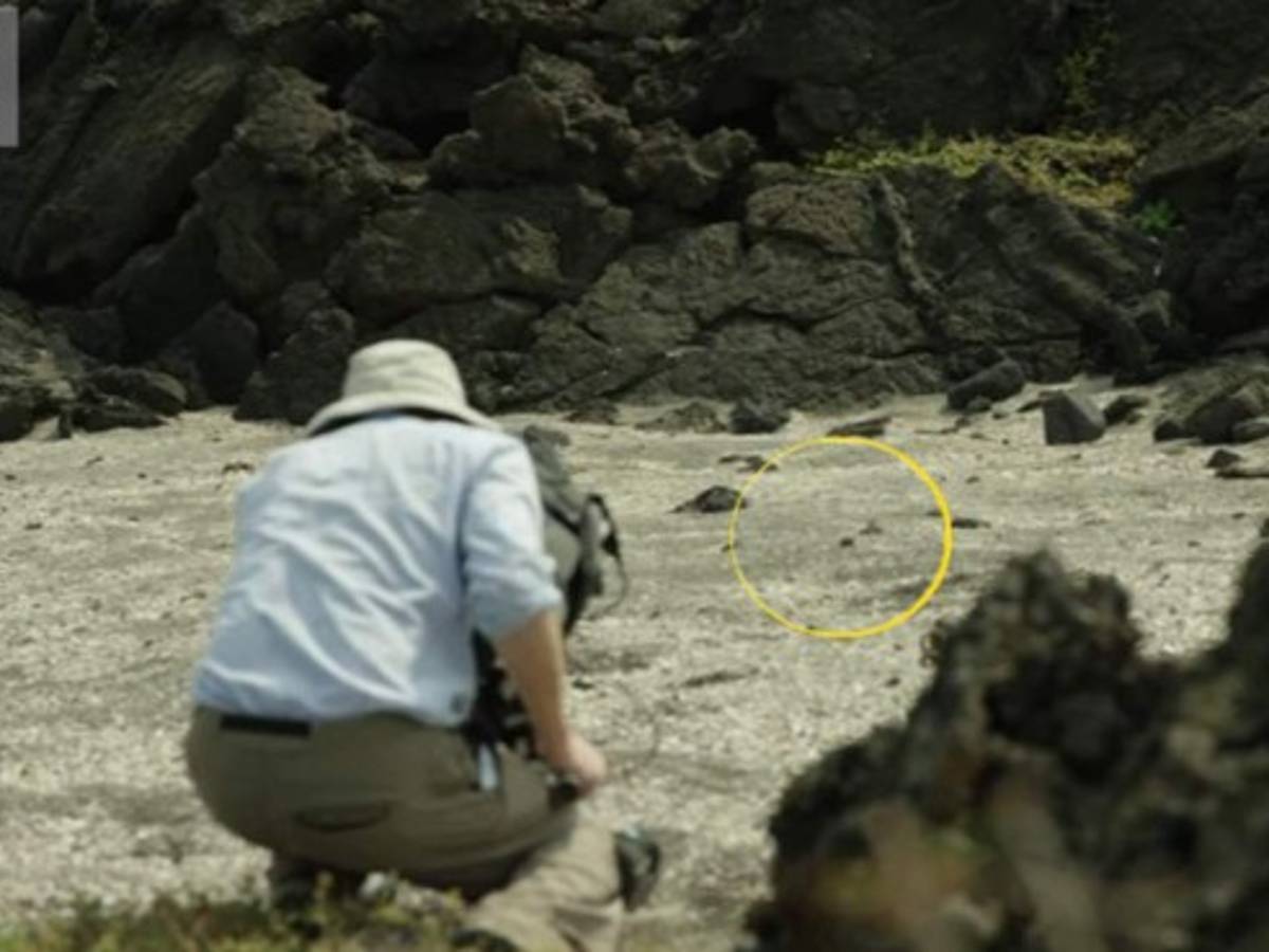 La iguana y su trágico final entre el nido de serpientes - Diario La Prensa