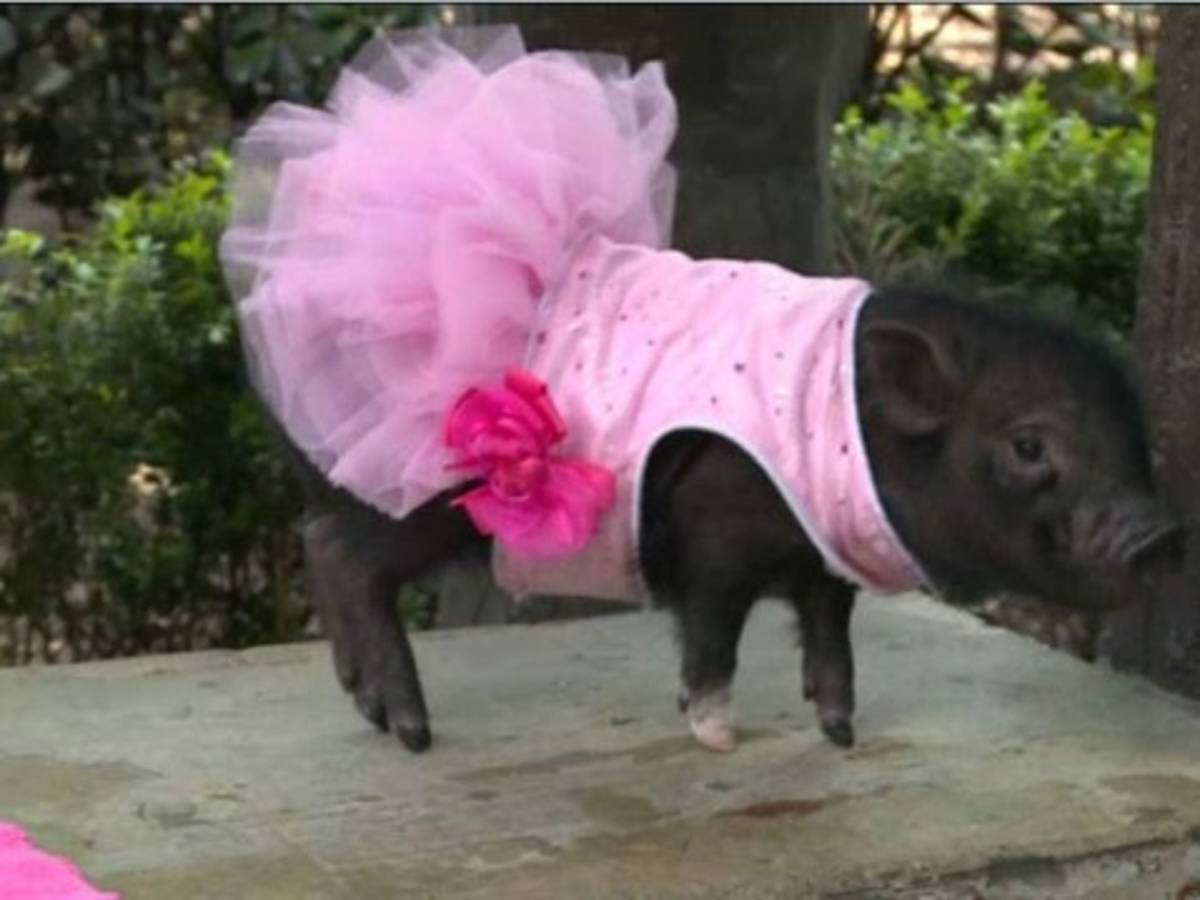 Los mini-cerdos, la mascota de moda en México - Diario La Prensa