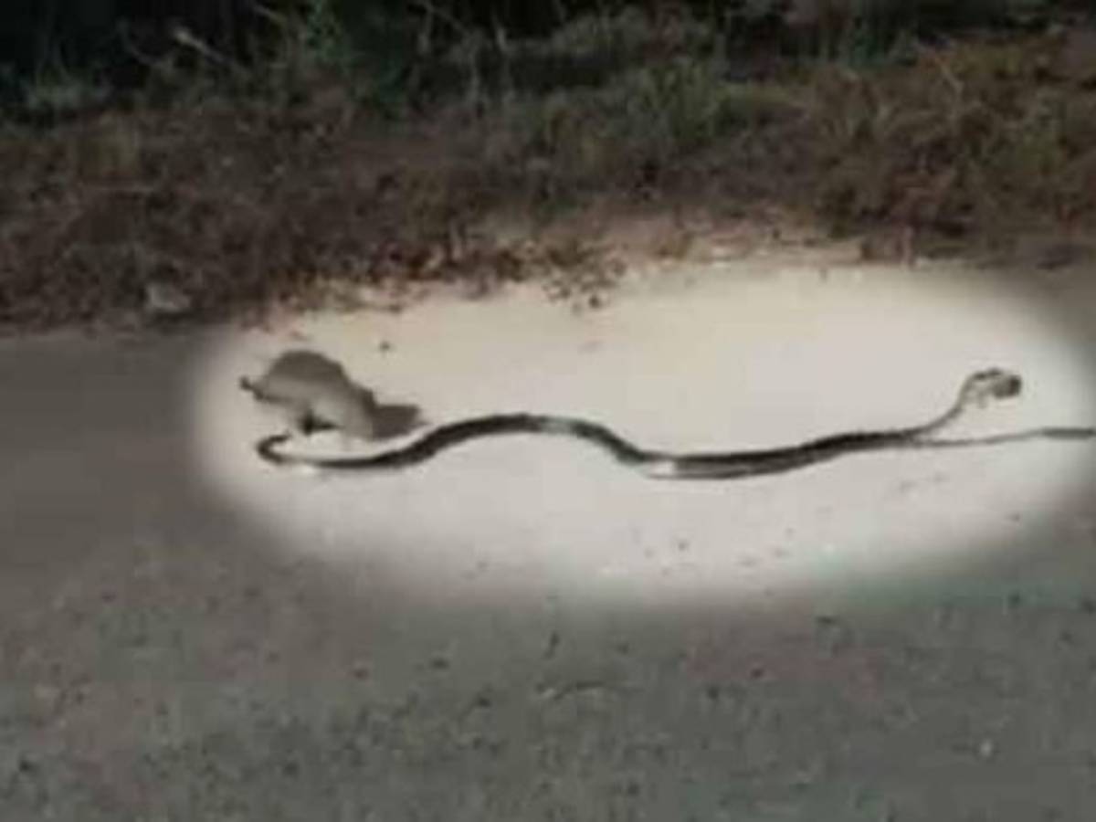 Video: Mamá rata lucha contra serpiente para salvar a su bebé - Diario ...
