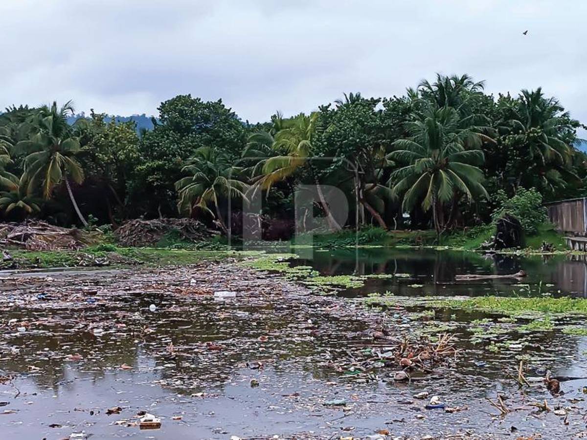 Destrucción ambiental frente al mar en Masca, Omoa - Diario La Prensa