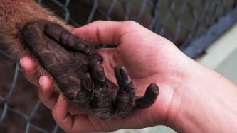 Baprosa construye primera planta de semilla mejorada en Honduras ...