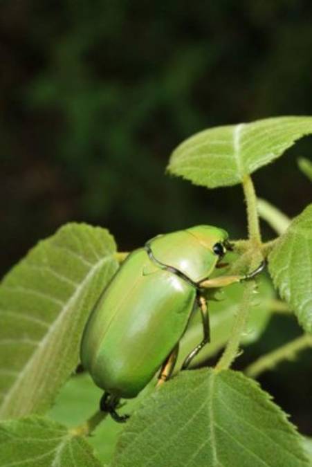 13 impresionantes imágenes del Cusuco