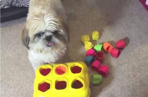 El perro genio que reconoce colores y sabe sumar