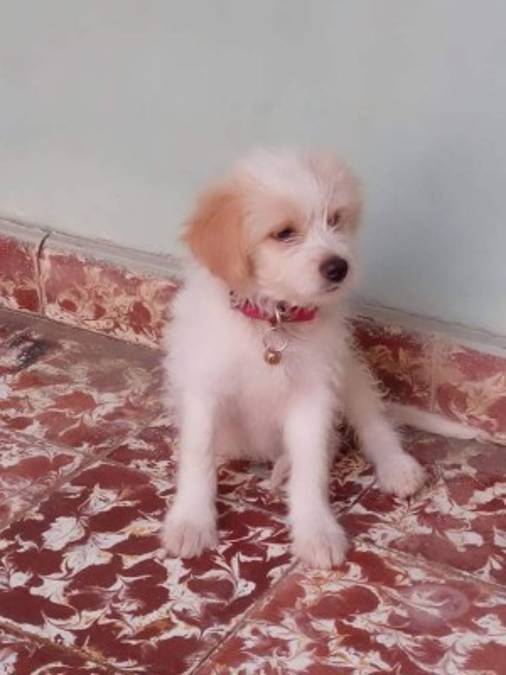 Así demuestran los hondureños su amor por los perros