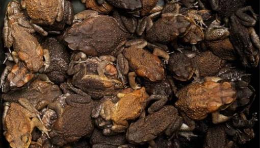 Científicos buscan un remedio contra la gripe en la piel de los sapos ...