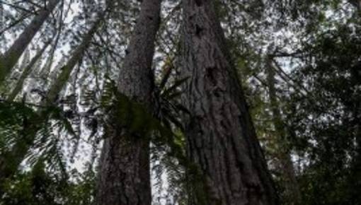 Parque Nacional Cusuco, poseedor de inimaginable belleza natural ...