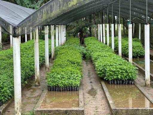 Descubre la biósfera del Río Plátano: Joya de Honduras
