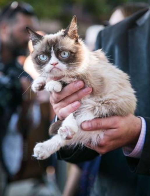 Las 20 fotos imprescindibles de Grumpy Cat