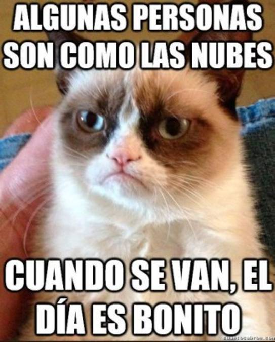 RIP Grumpy Cat: recordamos la 'gata gruñona' con sus mejores memes
