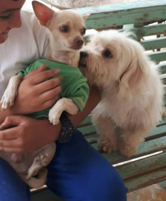 Así demuestran los hondureños su amor por los perros
