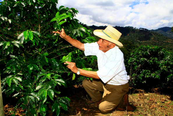 Productores de café muestran su fuerza