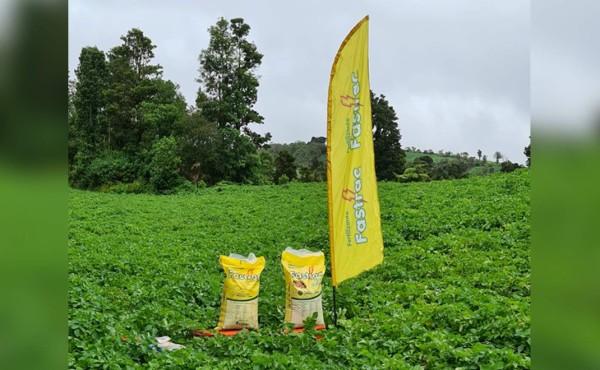 Mejoran rendimiento de cultivos de papa en Intibucá con productos Cadelga