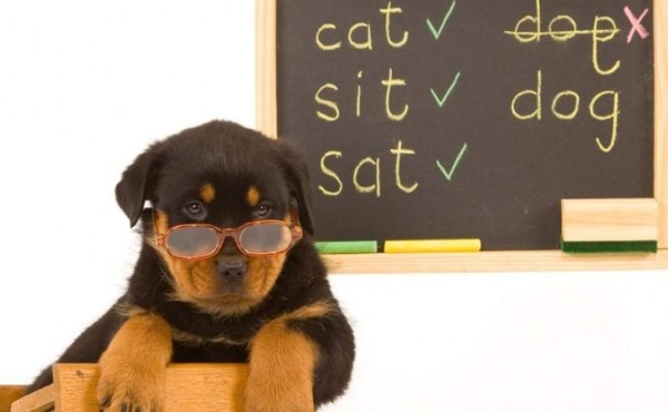 Científicos británicos miden el cociente intelectual de los perros