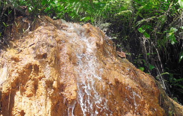Embellecerán el parque nacional El Cusuco