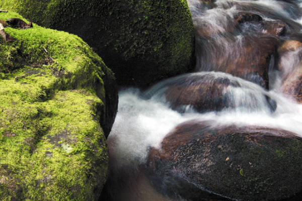 Descubra el impresionante Parque Nacional Cusuco
