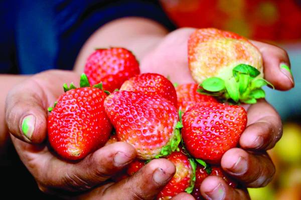 Intibucá se alista para exportar fresas a Nicaragua y El Salvador