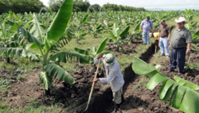 Expansión de bananera genera nuevos empleos - Diario La Prensa