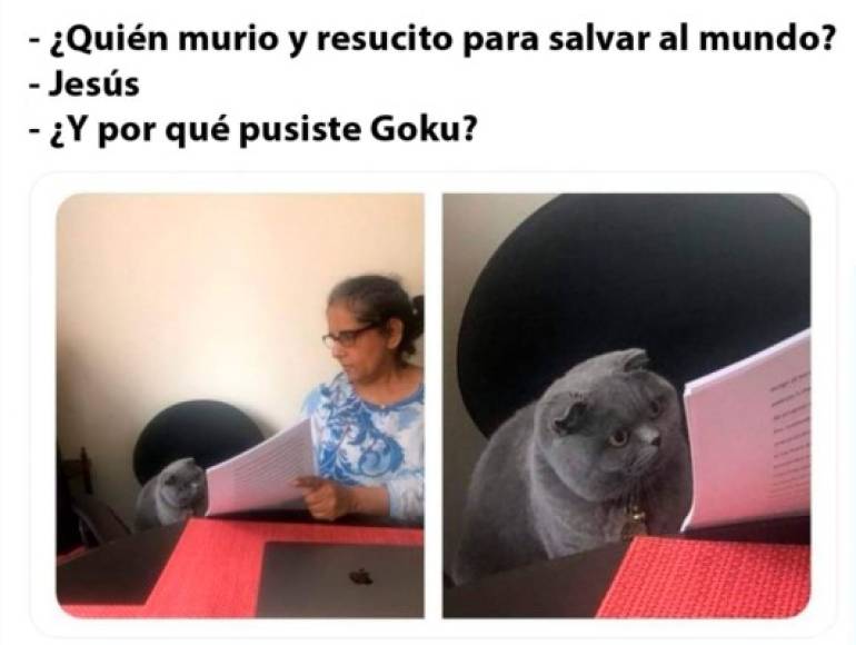 El origen y los mejores memes del gato de '¿Y por qué pusiste?'