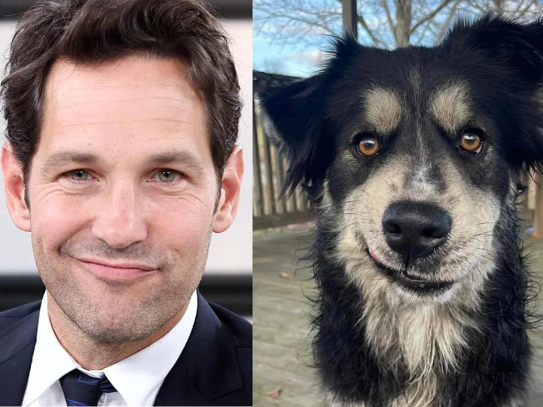 Comparan al actor Paul Rudd de Ant-Man con un perro