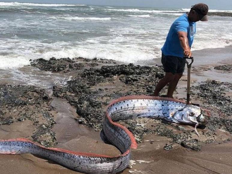 La maldición del pez remo: ¿Por qué su aparición es señal de caos y fin ...