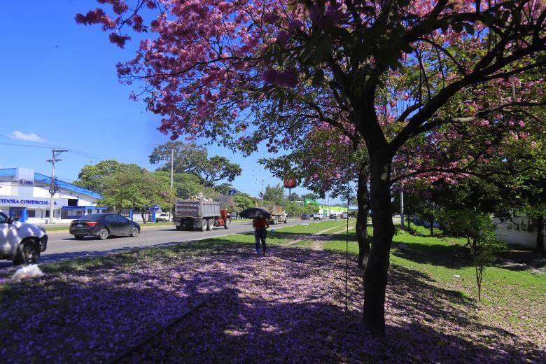 Árboles de Macuelizo embellecen calles, avenidas y bulevares de SPS