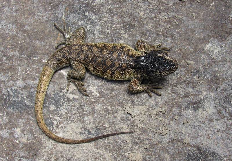 Liolaemus warjantay, la nueva y rara especie de lagartija descubierta en Perú