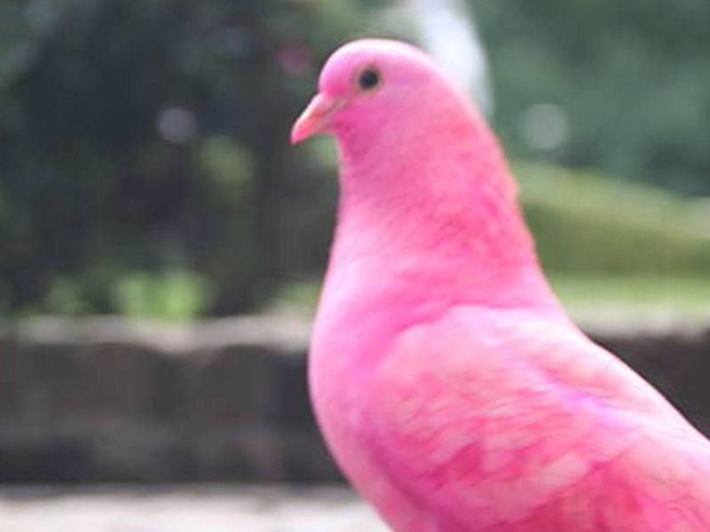 Aparece paloma rosada en un parque de Nueva York