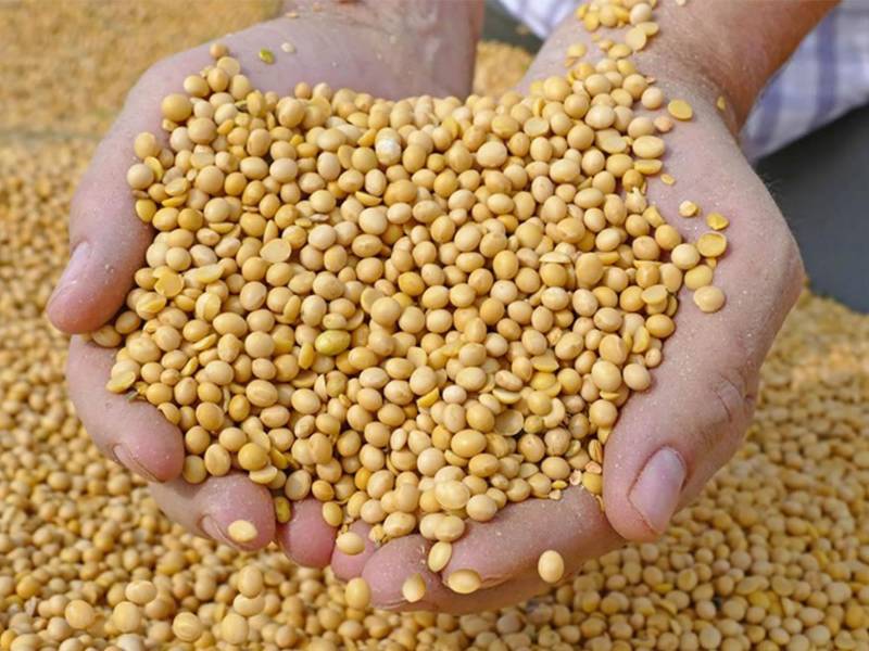 SAG impulsa el cultivo de la soya para alimento y biocombustible