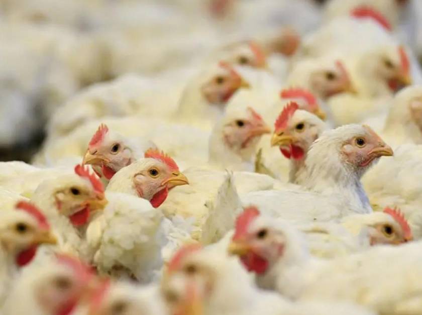 Sacrifican 32.000 gallinas en una granja de Santa Bárbara por gripe aviar