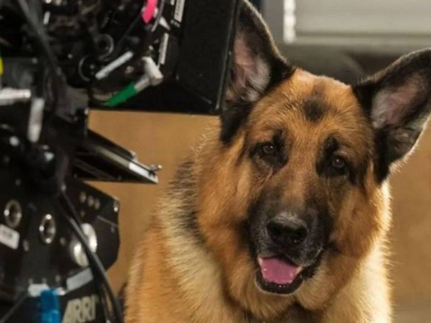 Rex, el perro policía más famoso de la TV, regresa para una nueva serie