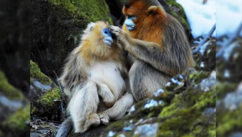 Sabías que existe el mono de cara azul
