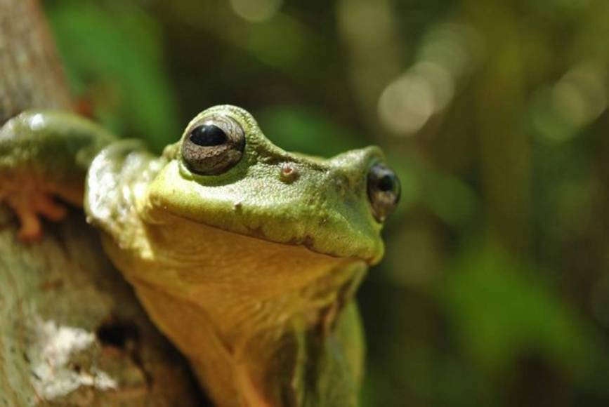 13 impresionantes imágenes del Cusuco