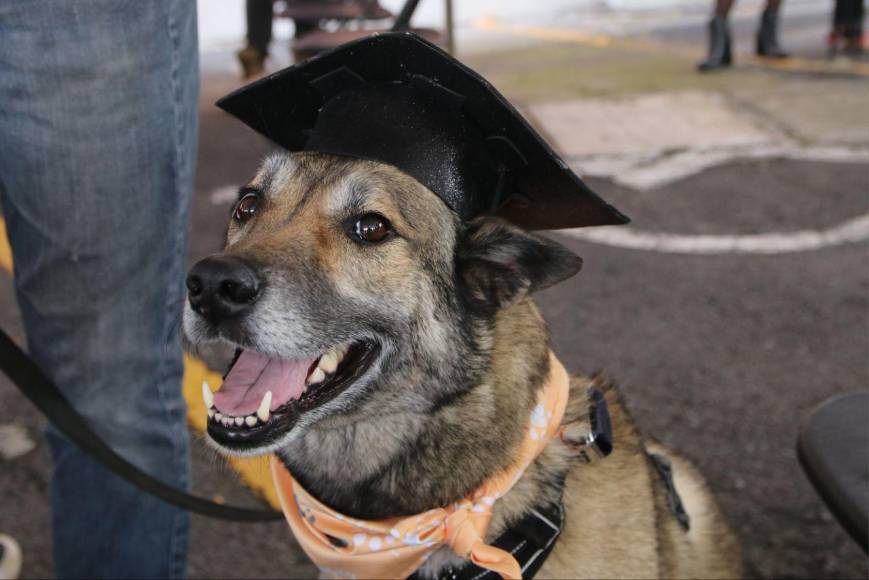 Graduan a 20 perritos que culminaron sus estudios